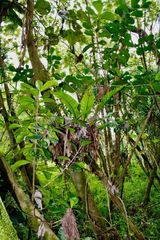 Kahakai Blvd #1561, Pahoa, HI 96778 - See Est. Value, Schools & More