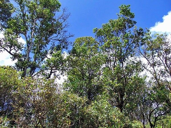 11-1772 Puna Wai Ave #16, Mountain View, HI 96771 - See Est. Value ...