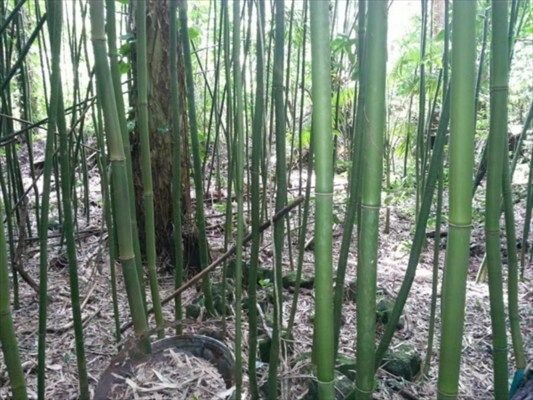 16-356 Kiele St #38, Keaau, HI 96749 - See Est. Value, Schools & More