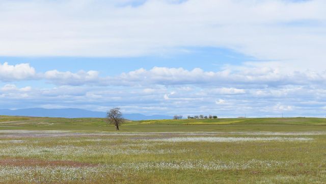 Willows, CA Homes For Sale & Real Estate