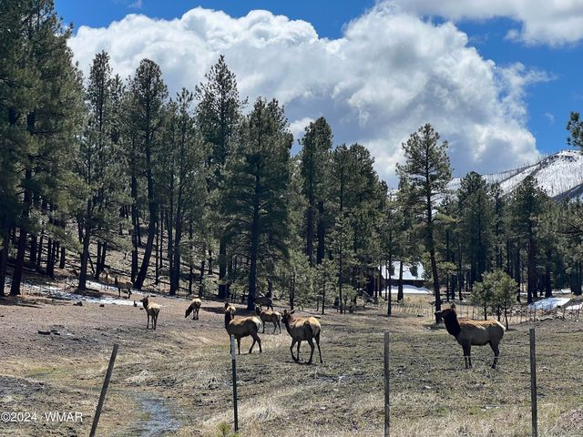 Alpine, AZ Homes For Sale & Alpine, AZ Real Estate | Trulia