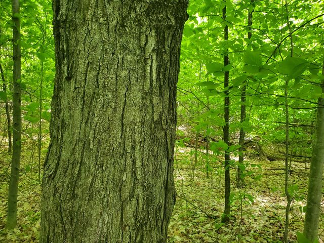 Mio, MI Homes For Sale & Real Estate