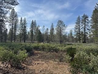 Whitmore, CA Homes For Sale & Real Estate