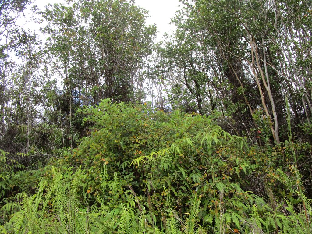 Ala Naulani Rd #84, Volcano, HI 96785 - See Est. Value, Schools & More