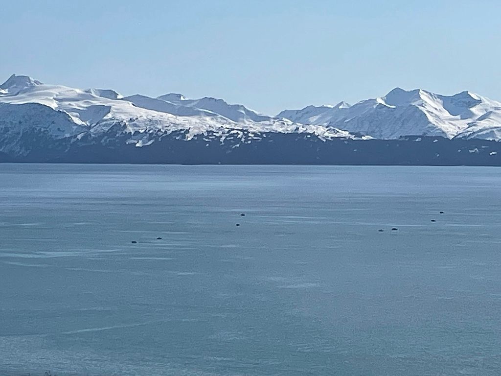 2526 Rene Ct, Homer, AK 99603 | Trulia