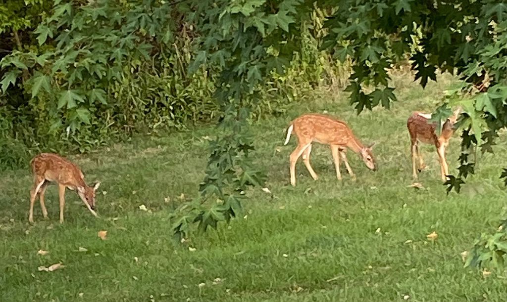 3930 N Oberlin Valley Rd #R, Columbia, MO 65202 - See Est. Value ...