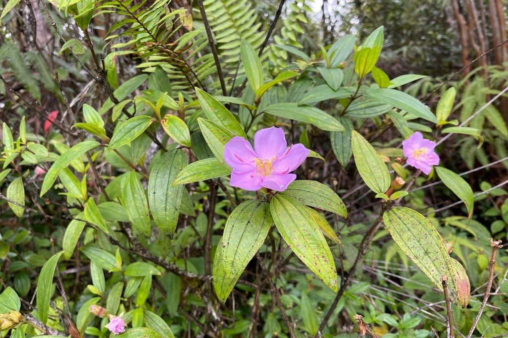 Hibiscus St #7654, Mountain View, HI 96771 - See Est. Value, Schools & More