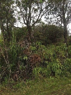 11-3223 Mailenani Rd #23, Volcano, HI 96785 - See Est. Value, Schools ...