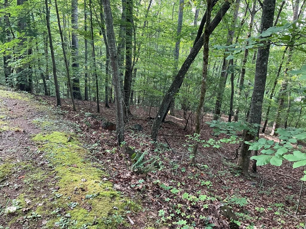 Maclor Forest Rd, Franklin, NC 28734 | Trulia