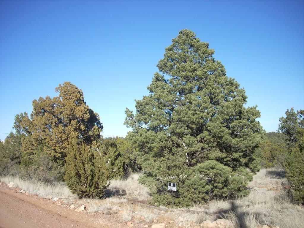 3337 Apache Dr, Overgaard, AZ 85933 - See Est. Value, Schools & More