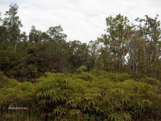 Road E Kioele #4215, Mountain View, HI 96771 - See Est. Value, Schools ...