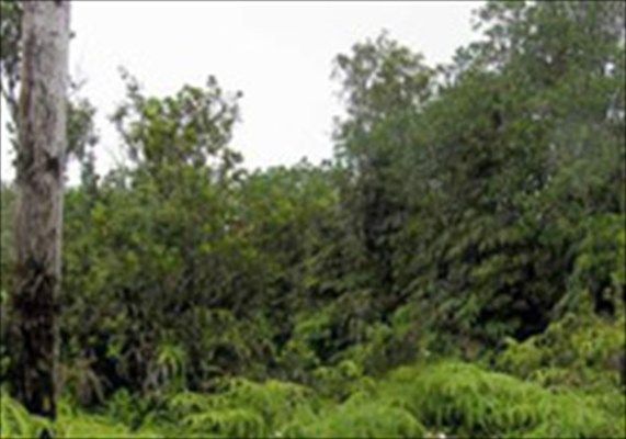 Puna Wai #44, Mountain View, HI 96771 - See Est. Value, Schools & More