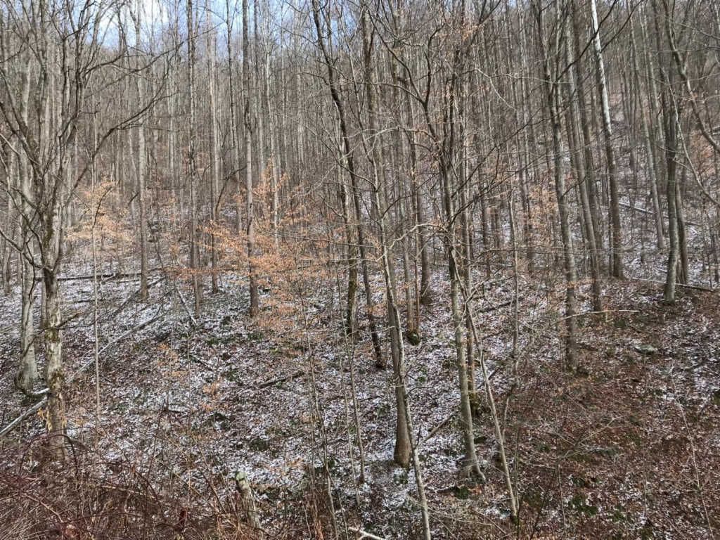 1 Lower Camp Br, Phyllis, KY 41554 | Trulia