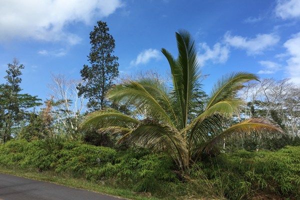 15-1489 Paradise Dr #2281, Keaau, HI 96749 - See Est. Value, Schools & More