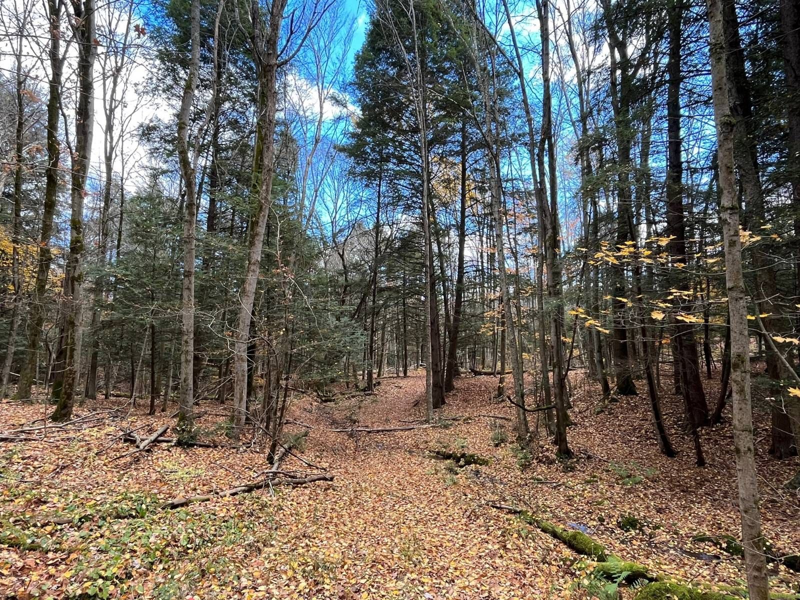 Route 83, Conewango Valley, NY 14726 | MLS# 11227417 | Trulia